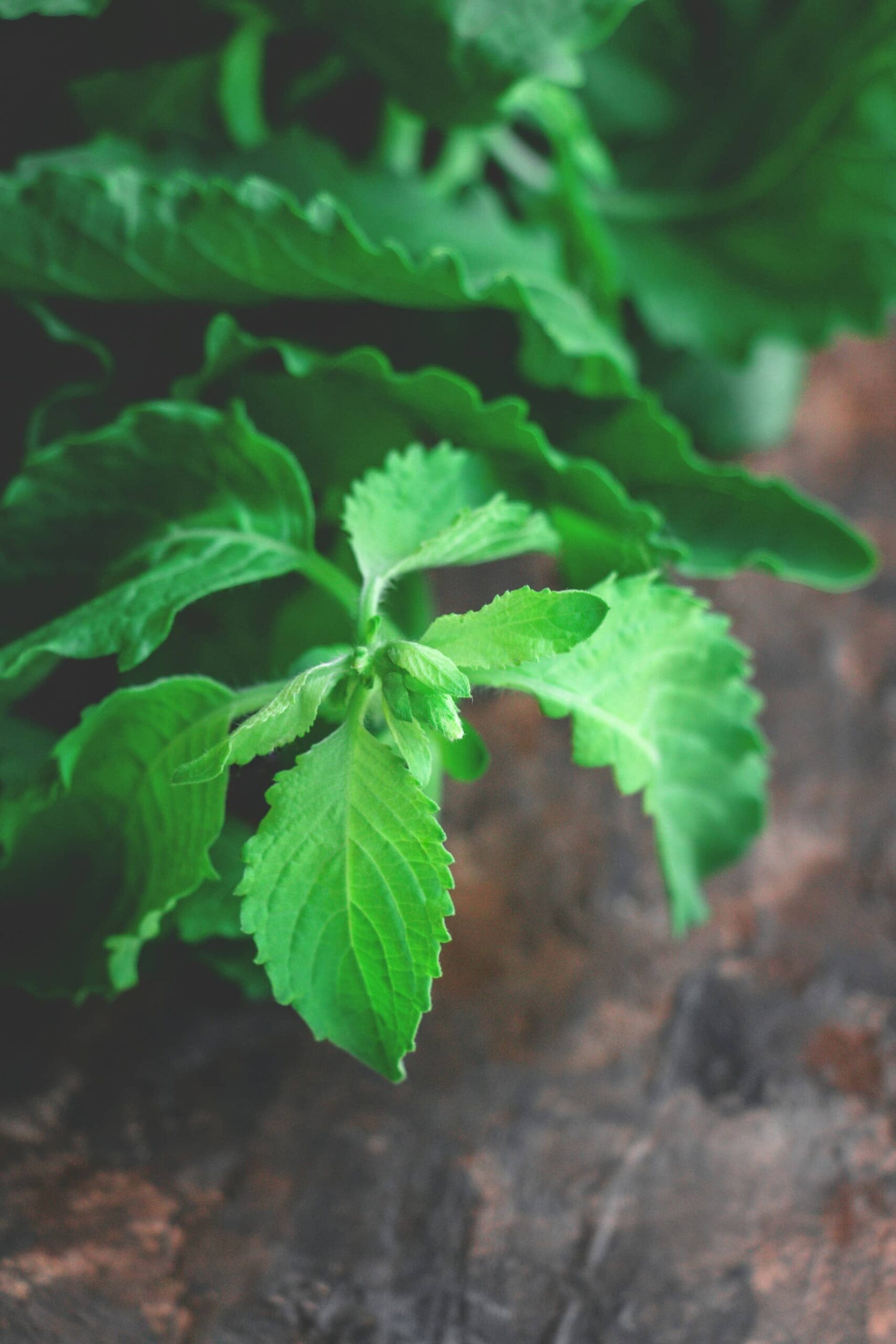 5 Grounding Foods & Teas for HSP Nervous Systems - HiSensitives